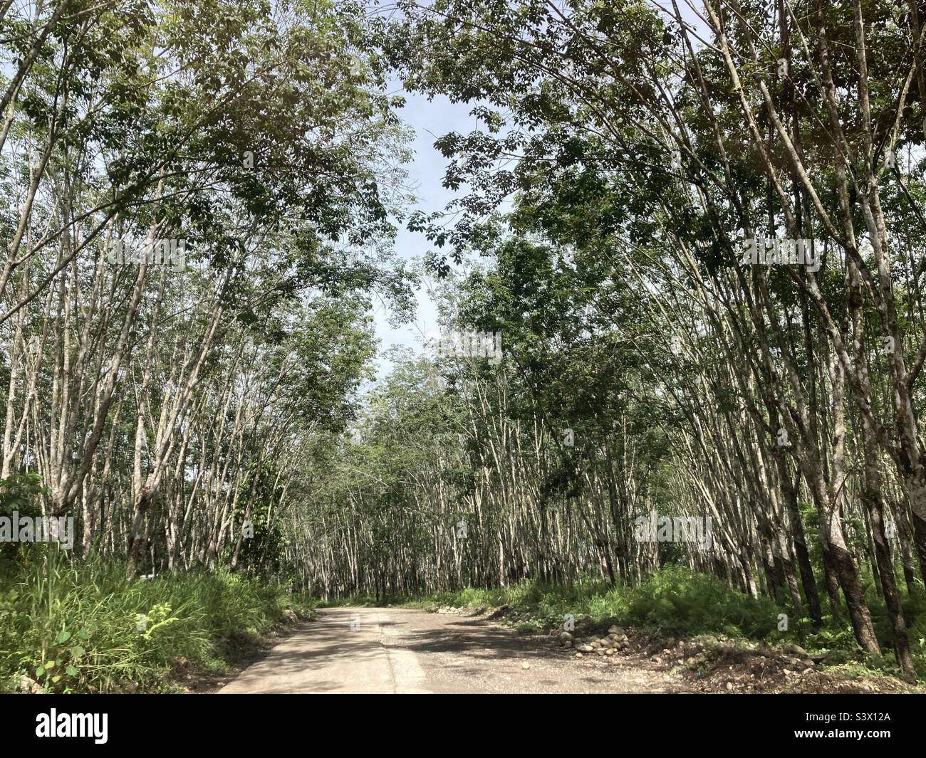 Trail with tree canopy hi-res stock photography and images - Alamy