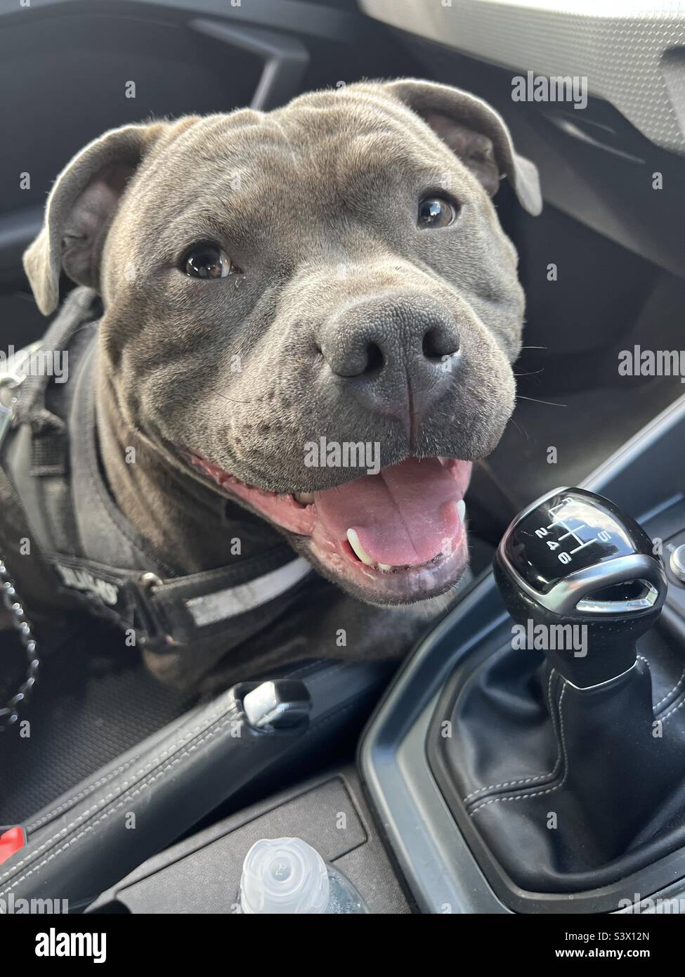 Blue staffy hi-res stock photography and images - Alamy