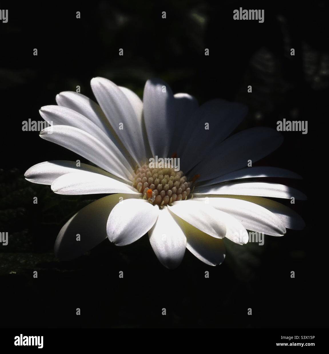 Little daisy hi-res stock photography and images - Alamy