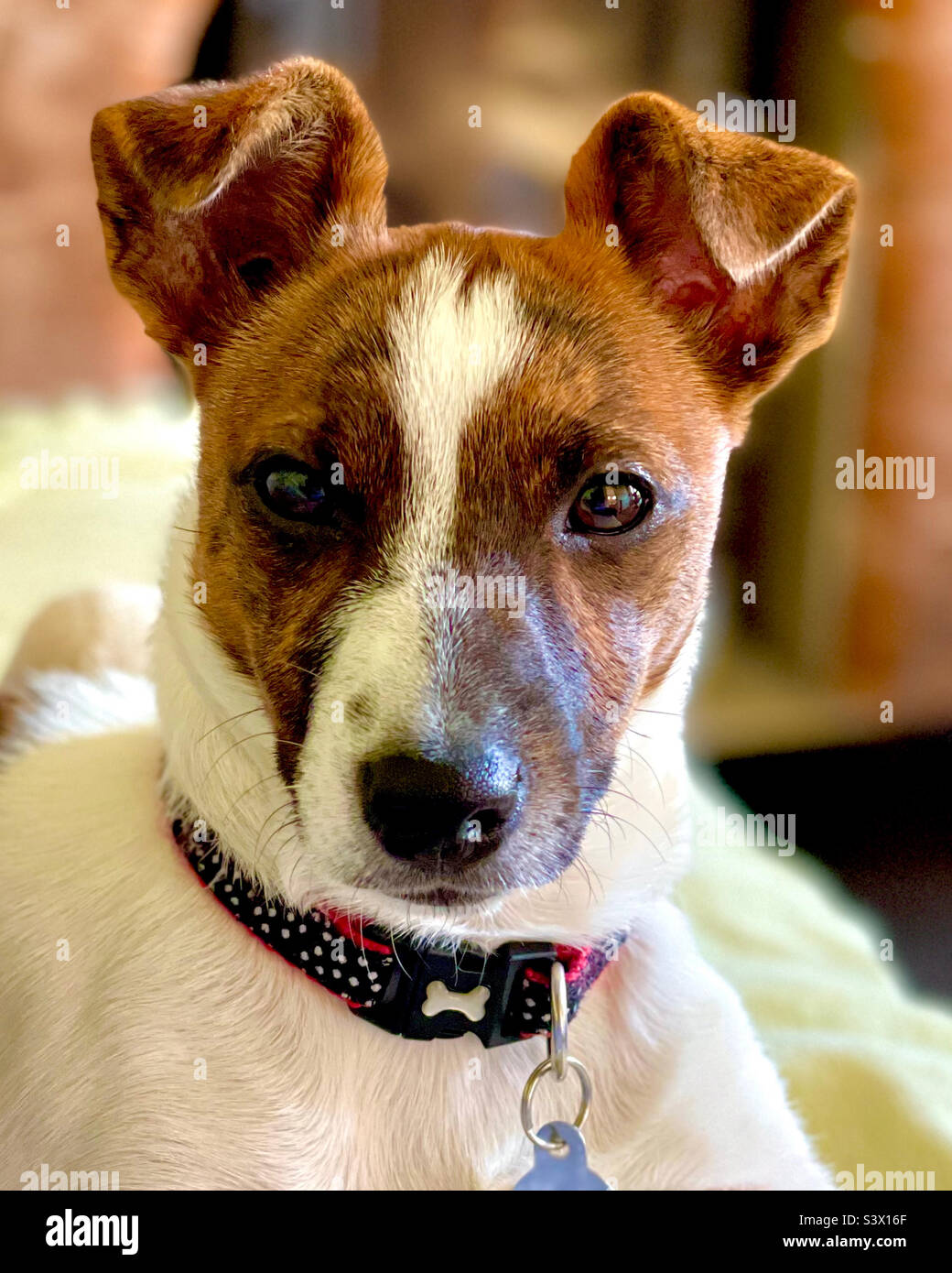 Pretty handsome beautiful black markings hi-res stock photography and ...