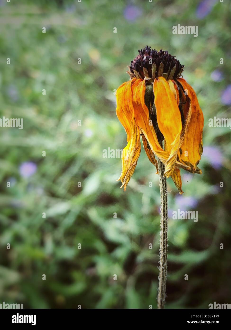 Spent (dead) sunflower bloom, withered leaves draped down stem, dry ...