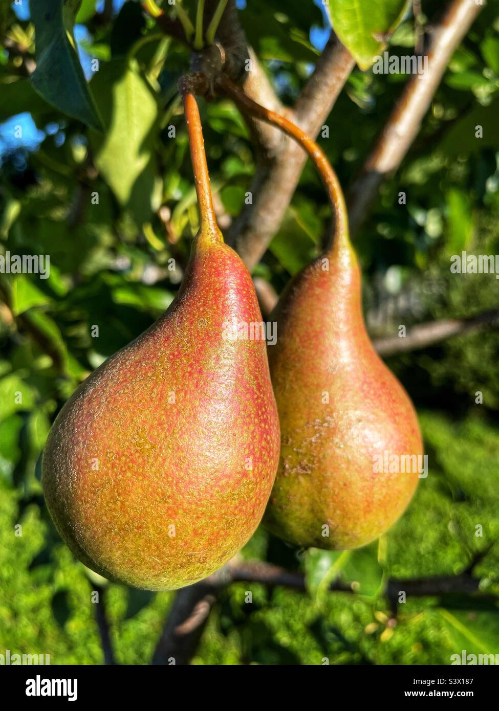 Hanging pears tree hi-res stock photography and images - Alamy