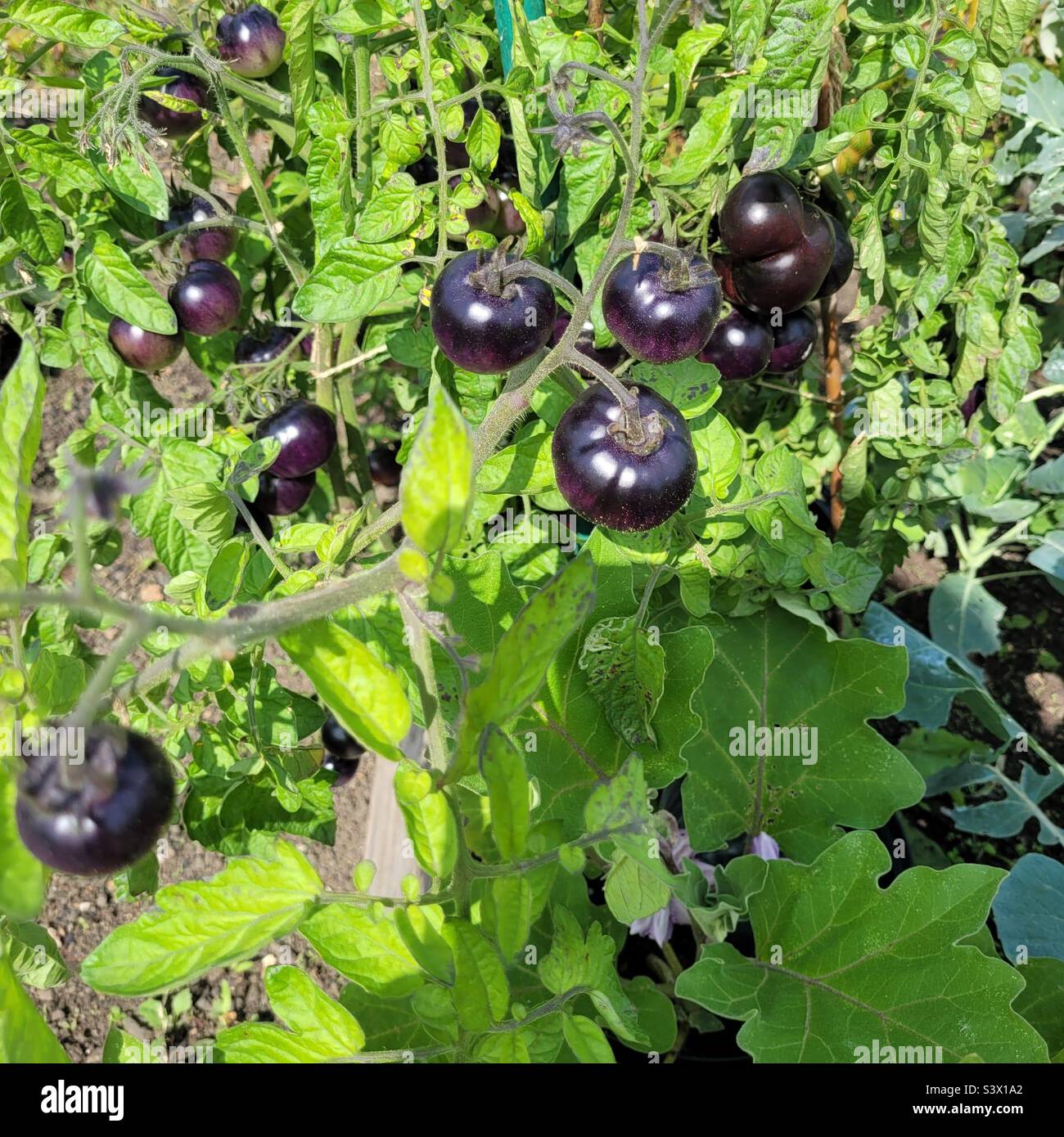 Black tomatoes growing Stock Photo - Alamy