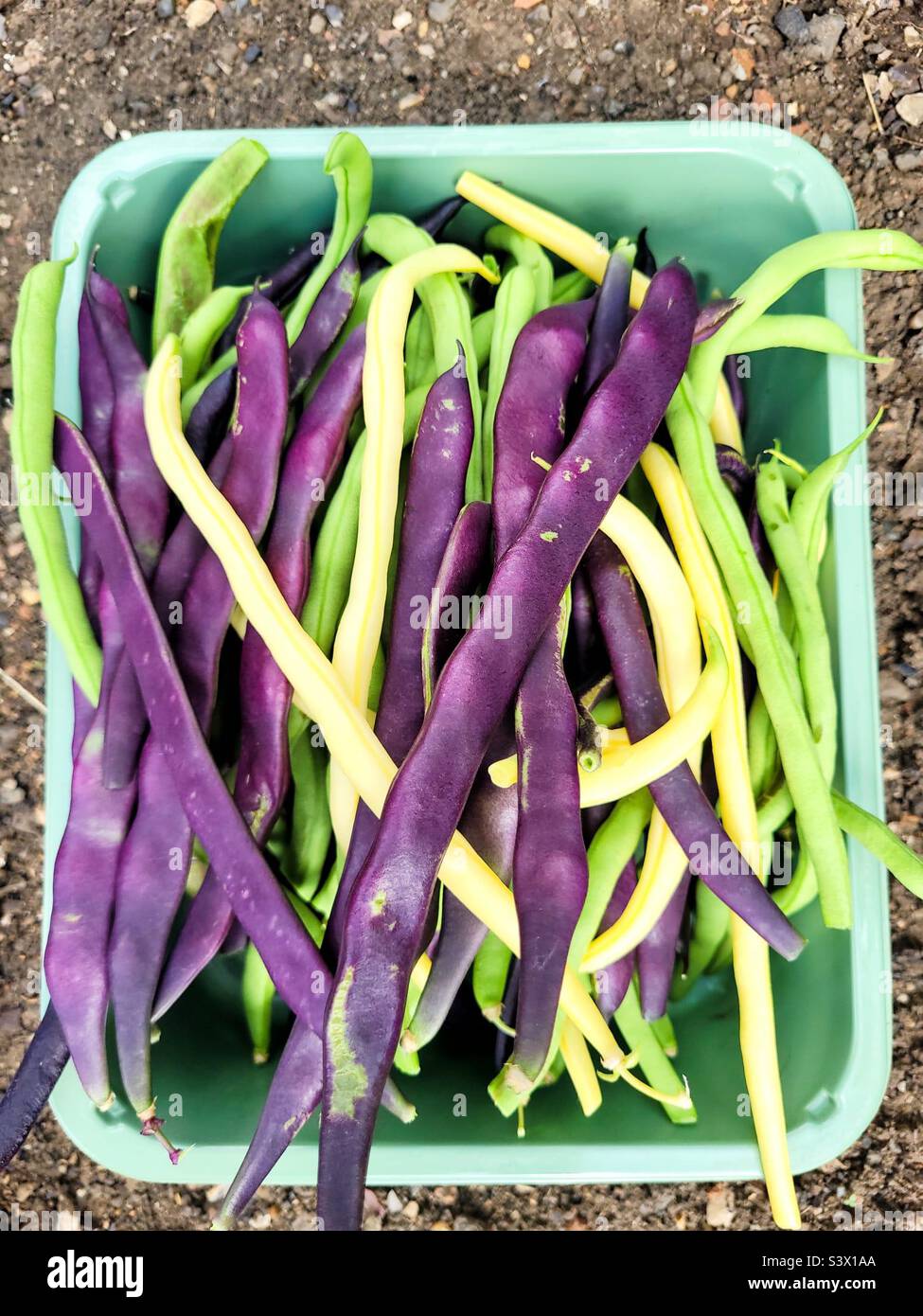 Home grown beans in a tray Stock Photo - Alamy