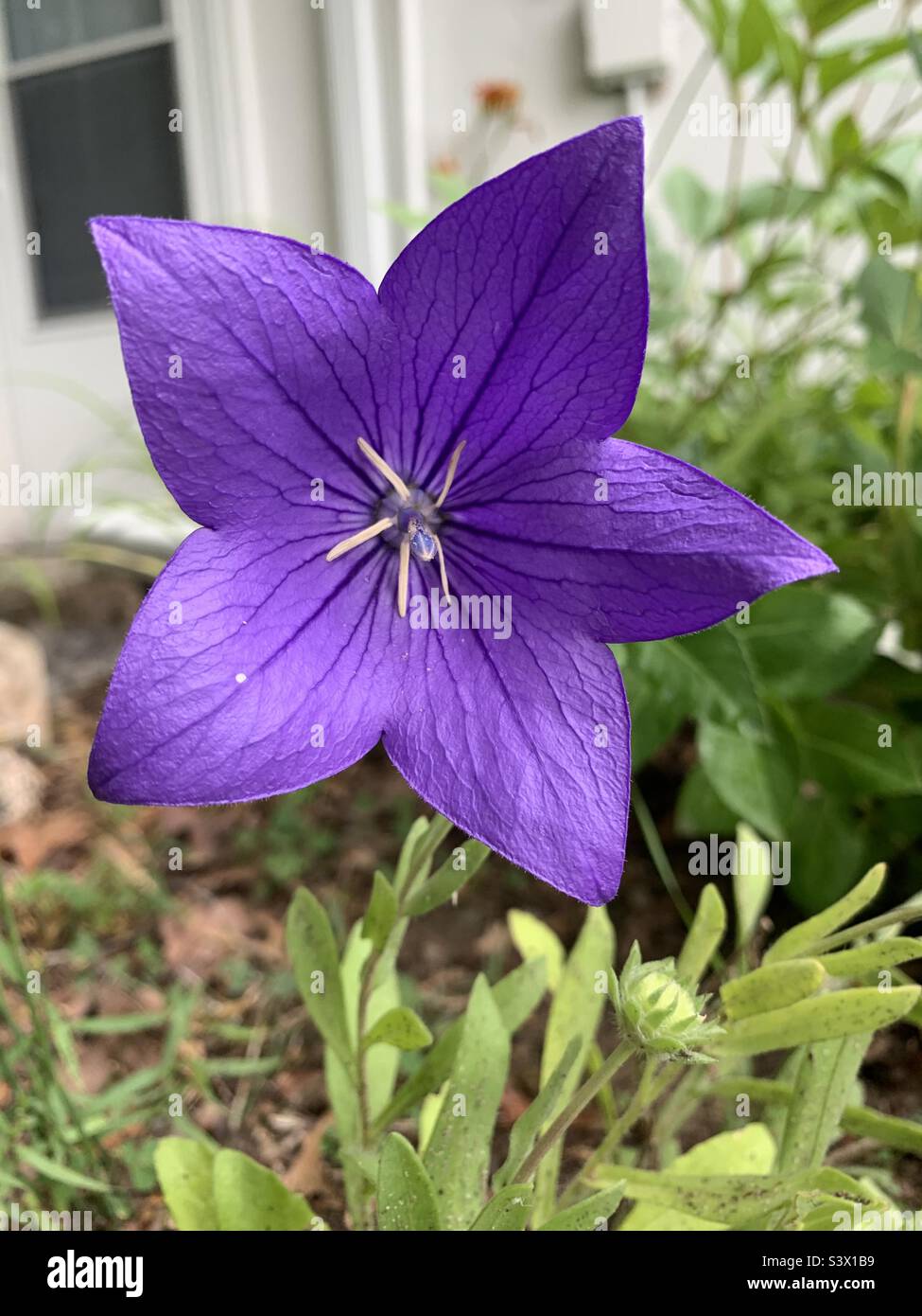Starflower 1 hi-res stock photography and images - Alamy