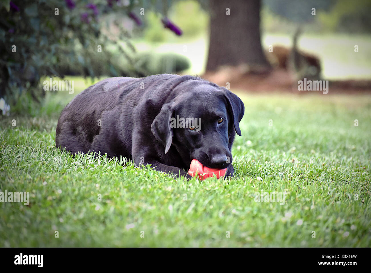 Chewing on ball hi-res stock photography and images - Alamy