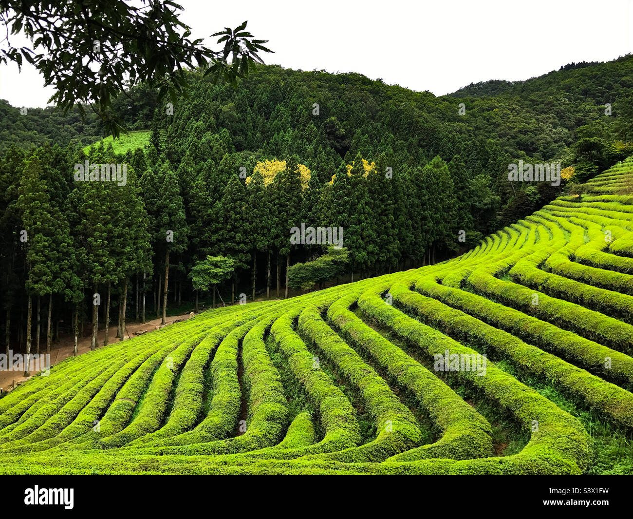 Lush tea fields hi-res stock photography and images - Alamy