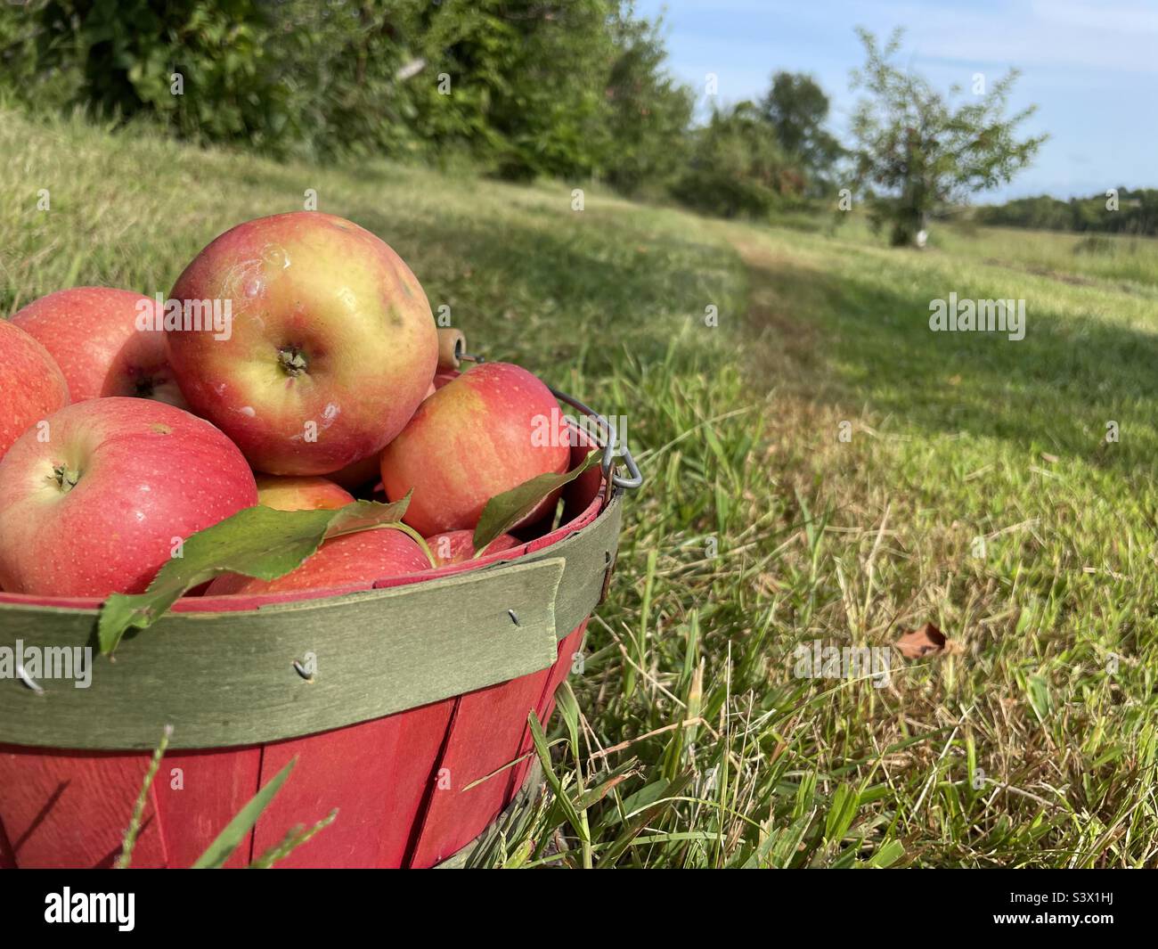 Apple orchard fruit growing smartphone stock photos and images - Alamy