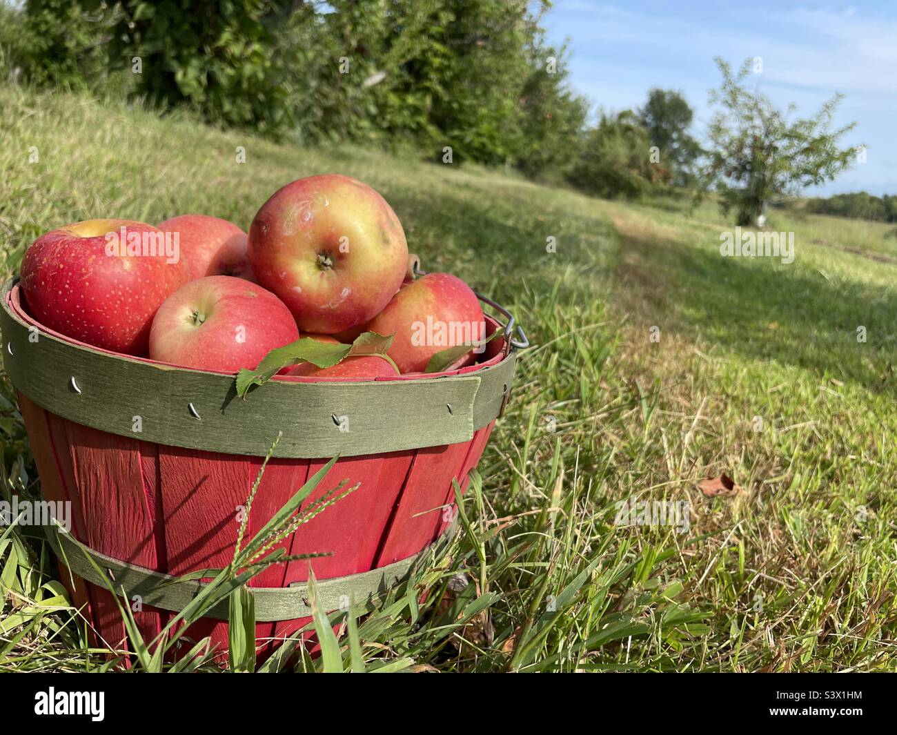 Orchard horticulture hi-res stock photography and images - Alamy