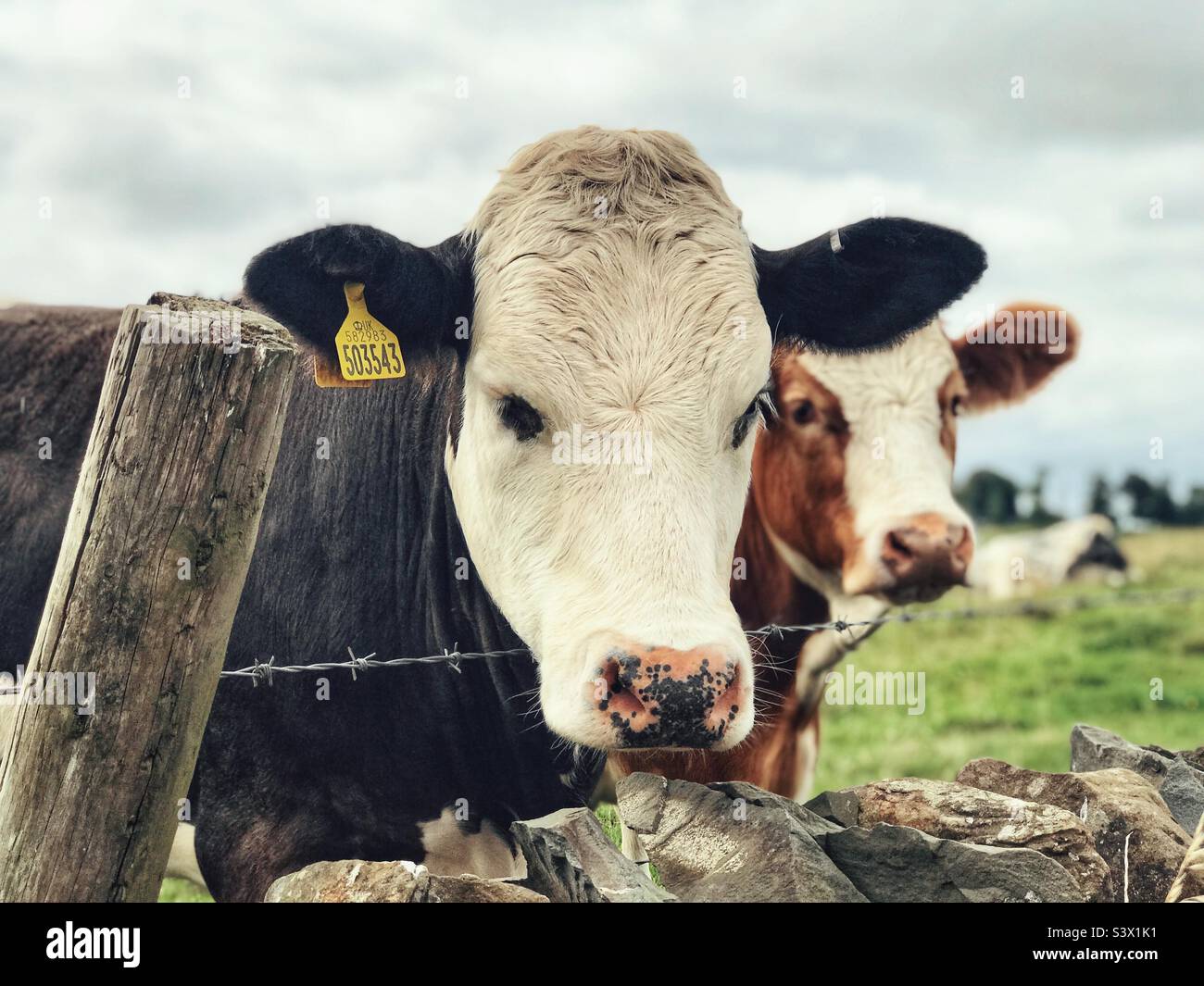 Cow looking over stone wall hi-res stock photography and images - Alamy