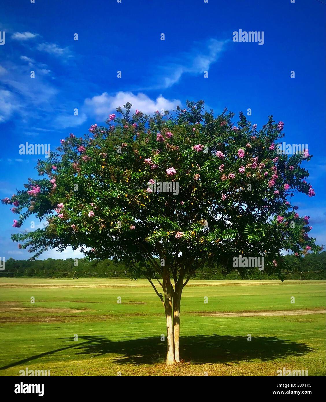 Southern, South Carolina, beautiful Bradford Pair Tree, country Stock ...