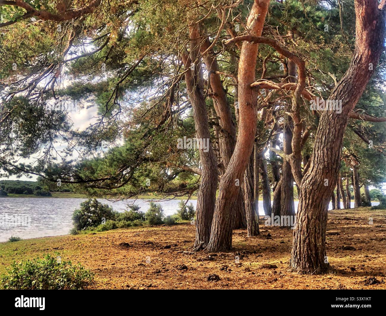 Pine trees on the banks of Hatchet pond, Beaulieu, New Forest National ...