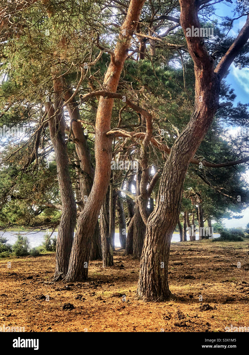 Pine trees on the banks of Hatchet pond, Beaulieu, New Forest National ...