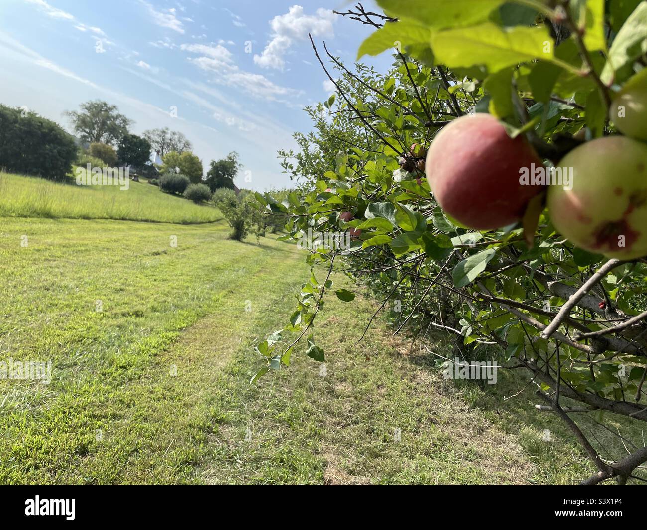 Morning sun illuminates apples growing on a tree branch in an apple ...
