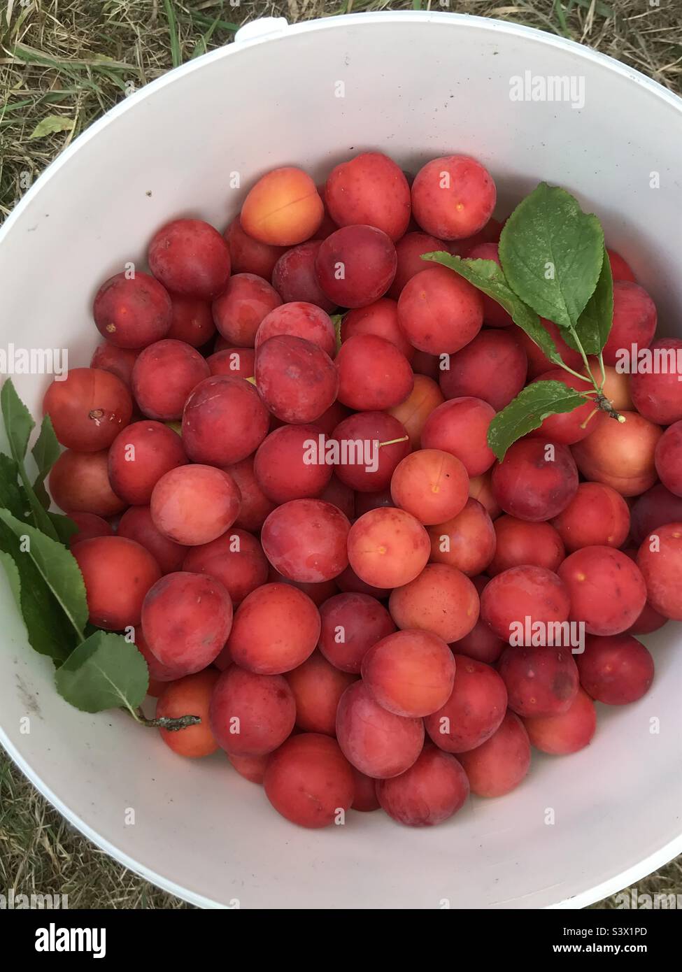 English plums hi-res stock photography and images - Alamy