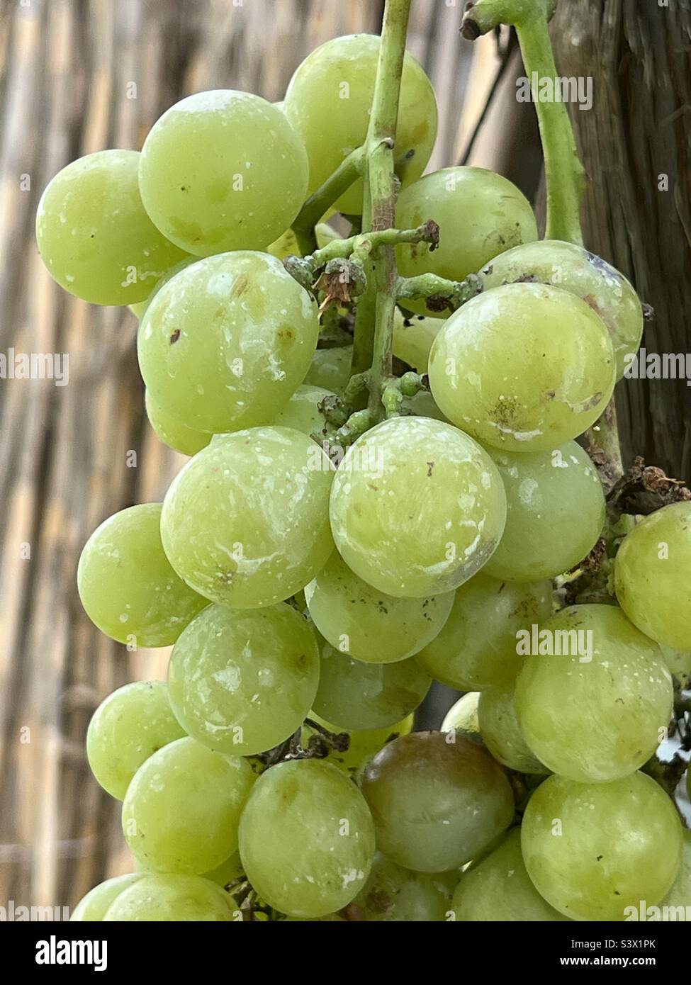 Bio grapes hi-res stock photography and images - Alamy