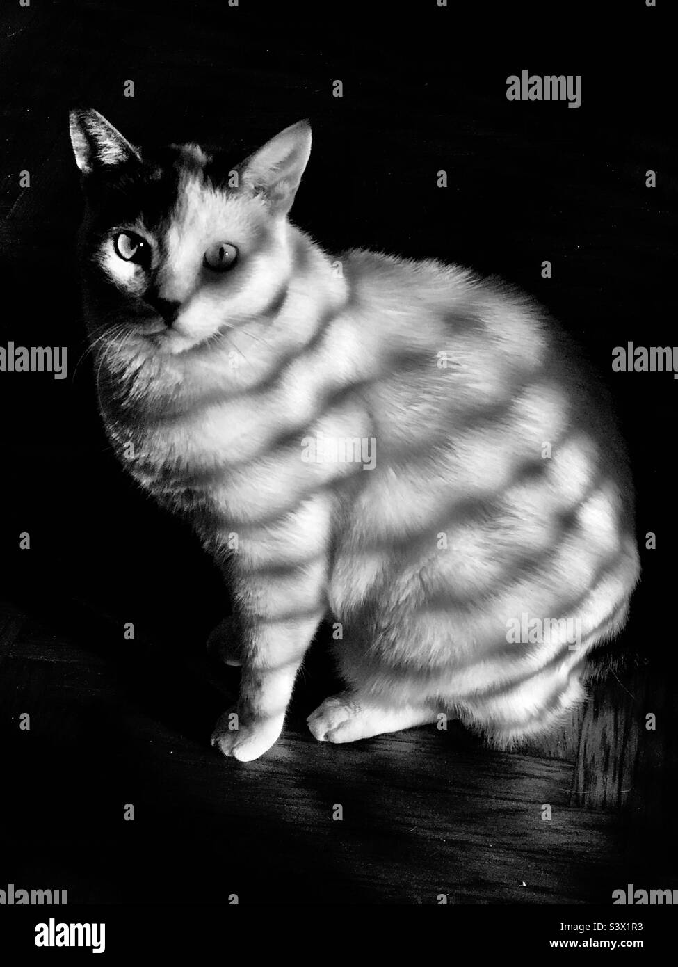 Animal shade hi-res stock photography and images - Alamy