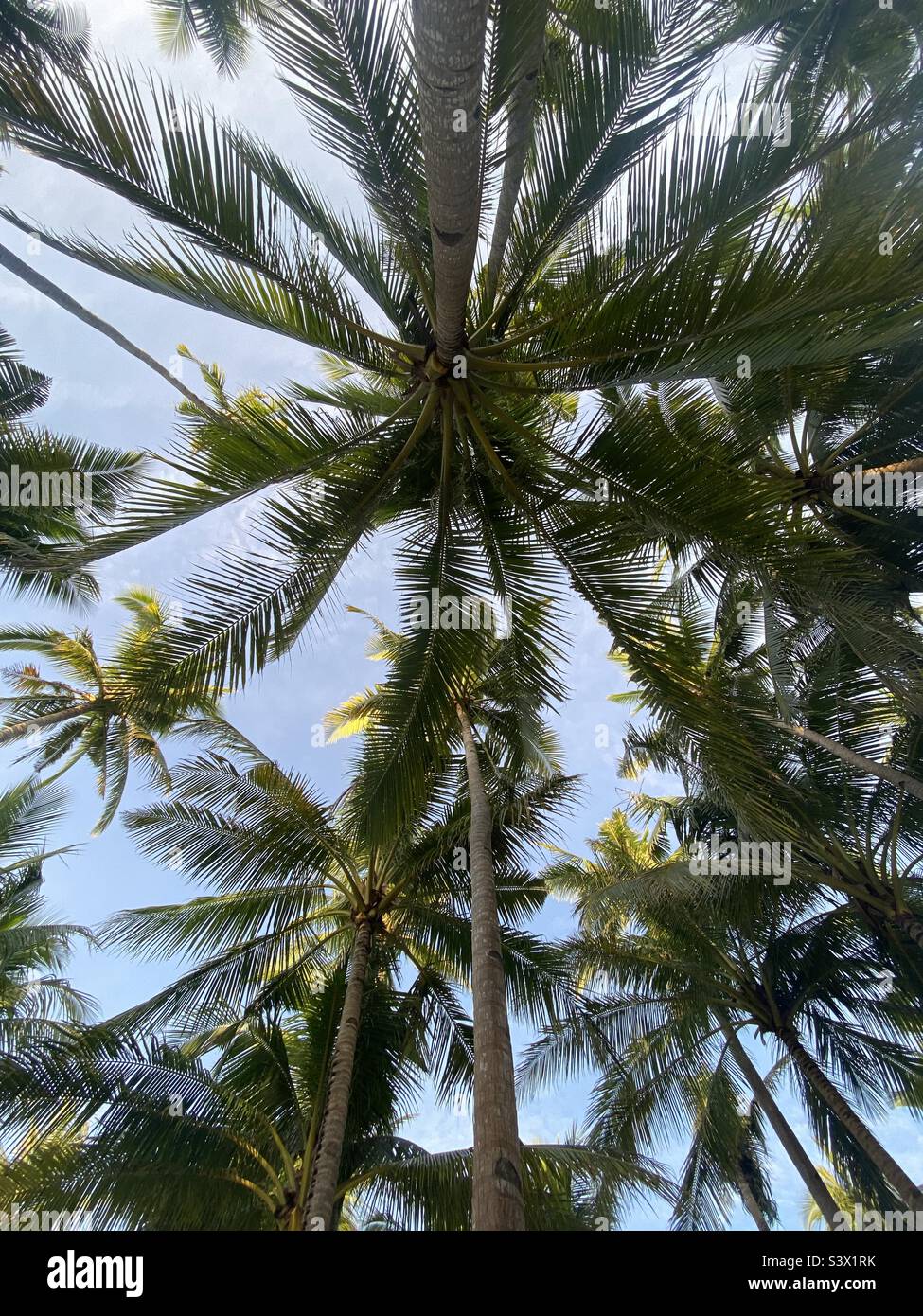 Coconut trees beach hi-res stock photography and images - Alamy
