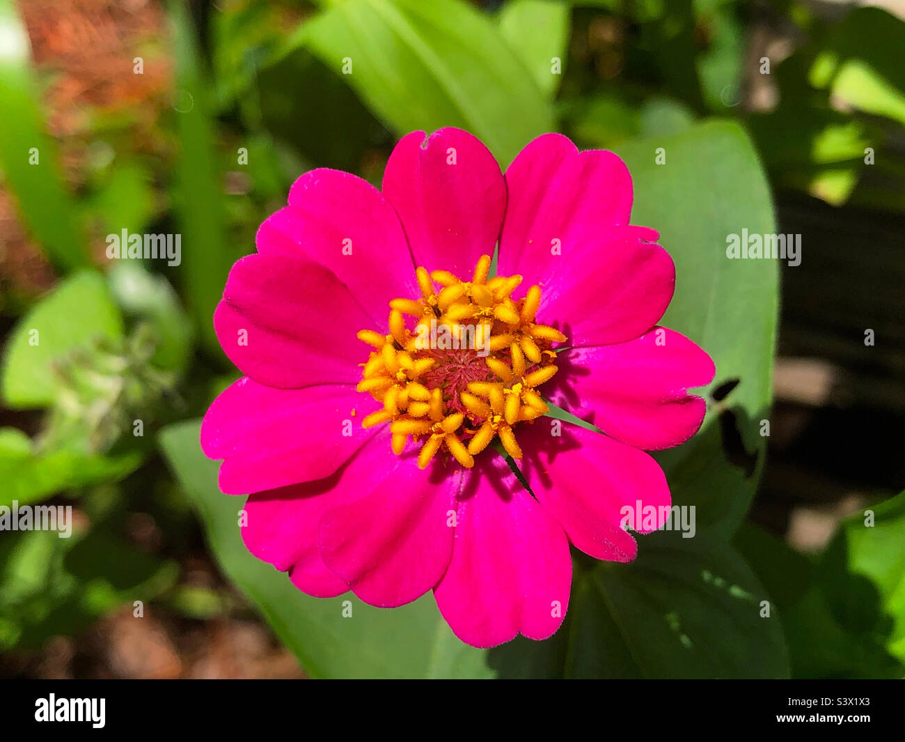 A miniature pink zinnia flower in a Florida backyard Stock Photo - Alamy