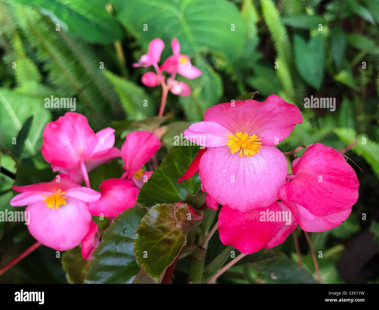 Begonias flowers plants hi-res stock photography and images - Alamy