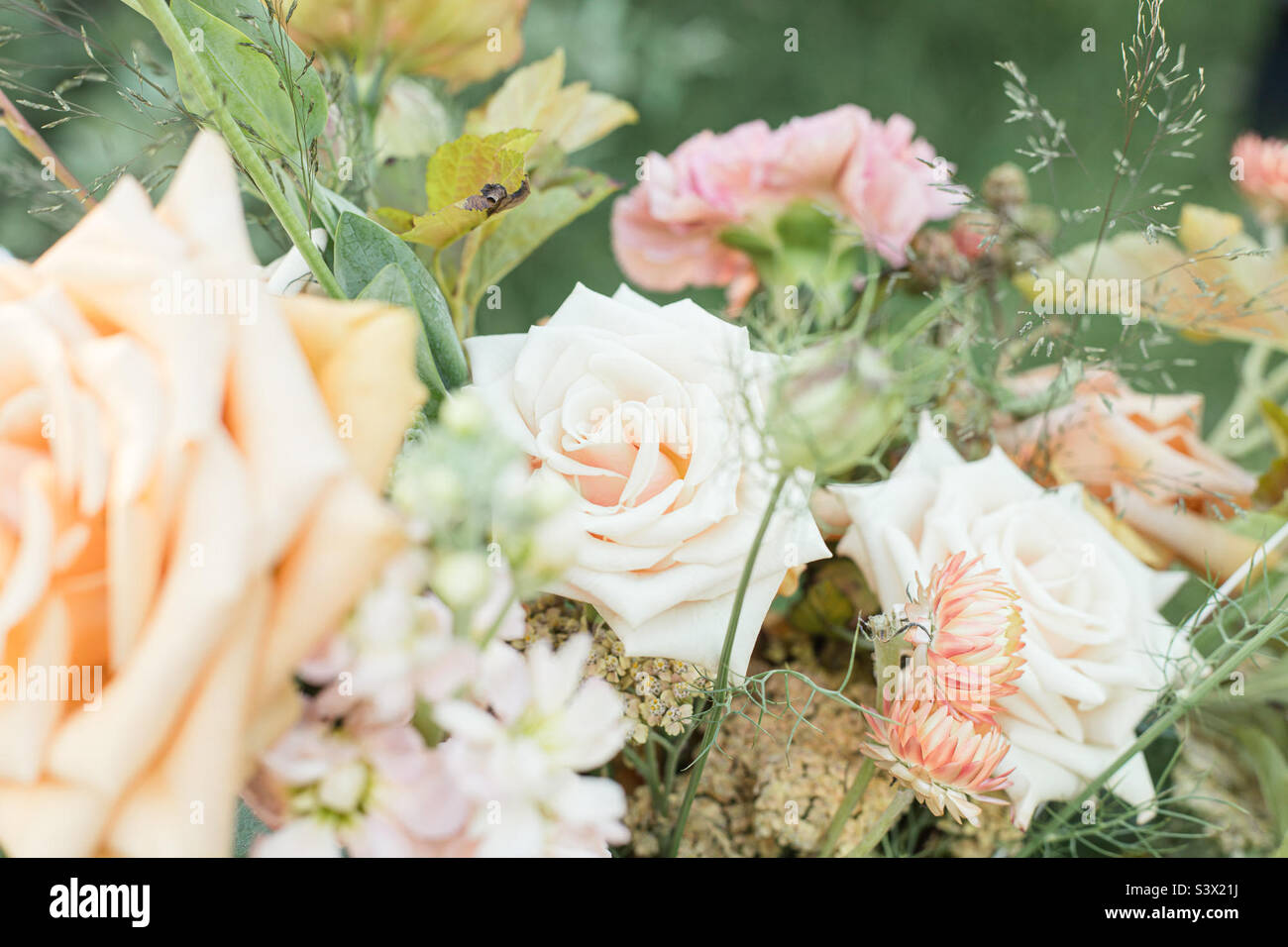 Peach rose hi-res stock photography and images - Alamy