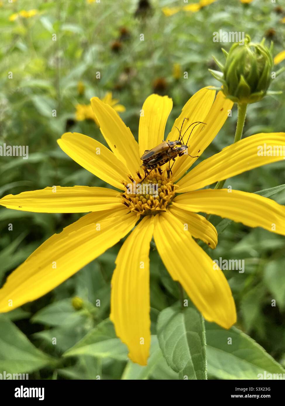Flower bugs hi-res stock photography and images - Alamy