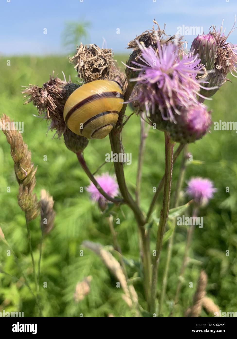 Snail on flowers Stock Photo - Alamy