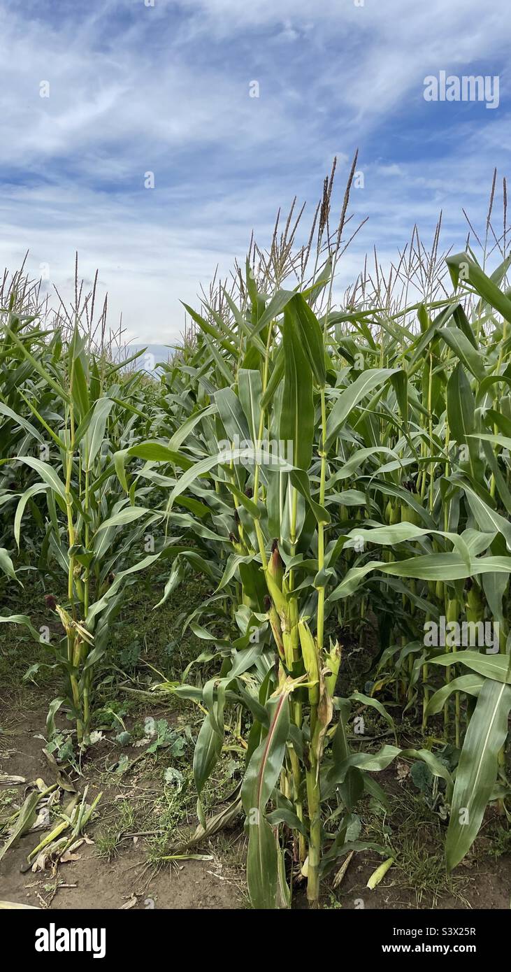 Sweetcorn field hi-res stock photography and images - Alamy