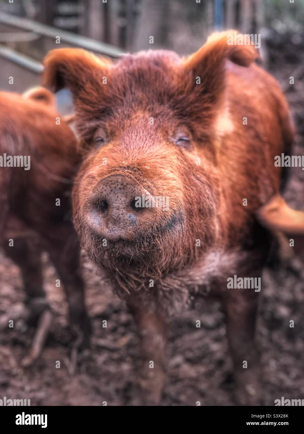 Smiling pig hi-res stock photography and images - Alamy