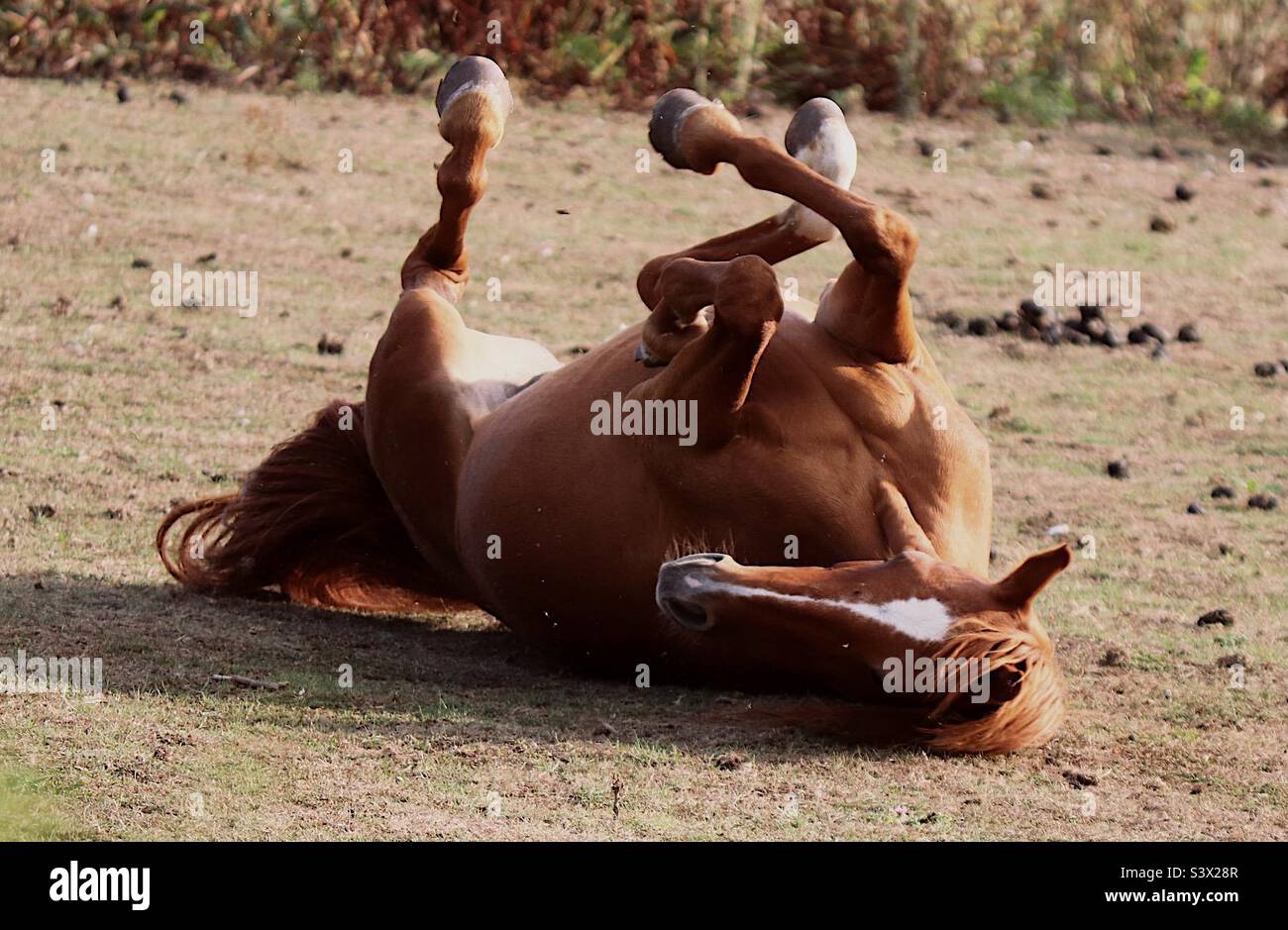 Horseplay hi-res stock photography and images - Alamy