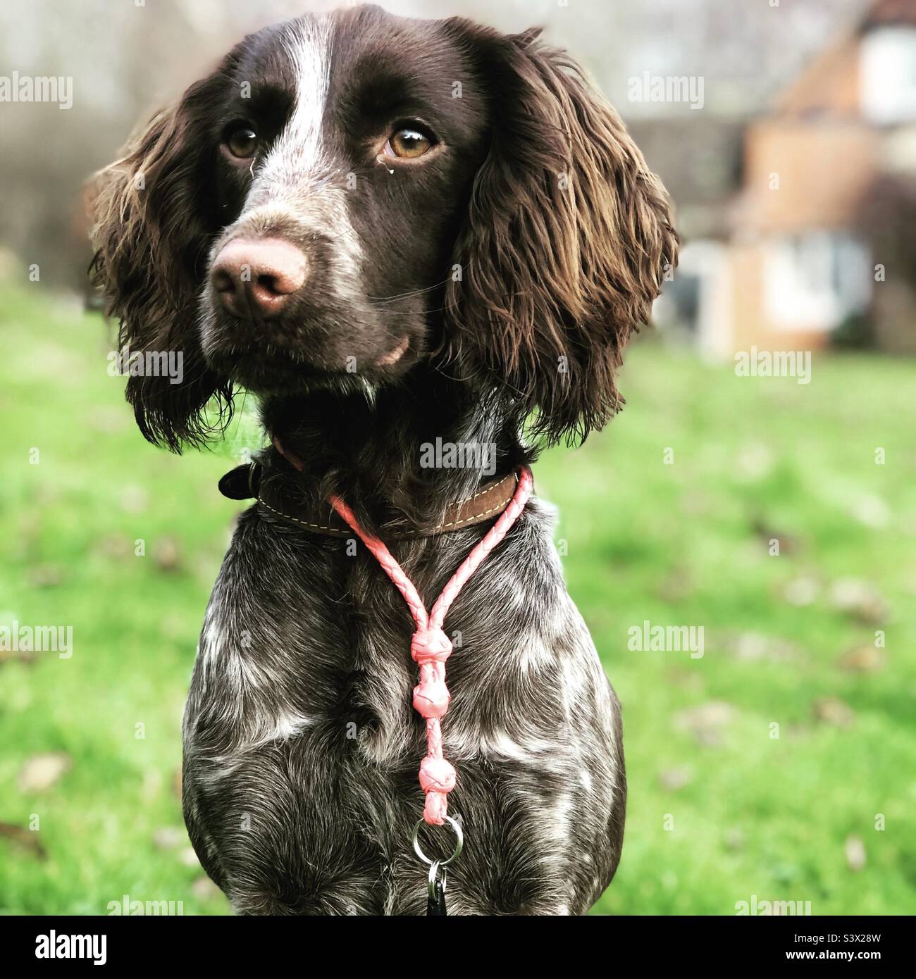 Liver roan hi-res stock photography and images - Alamy