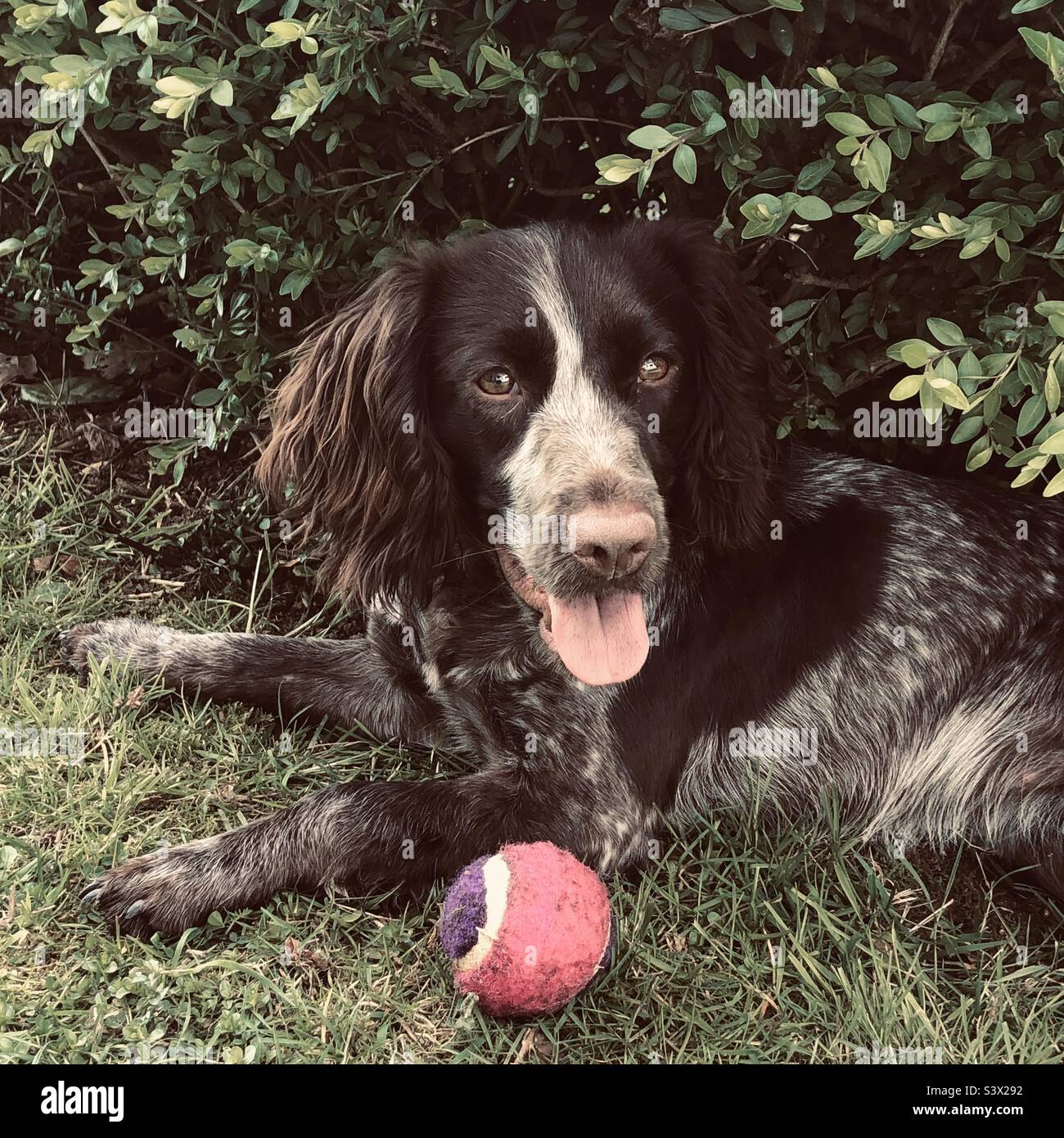 Fluffy cocker spaniel hi-res stock photography and images - Alamy