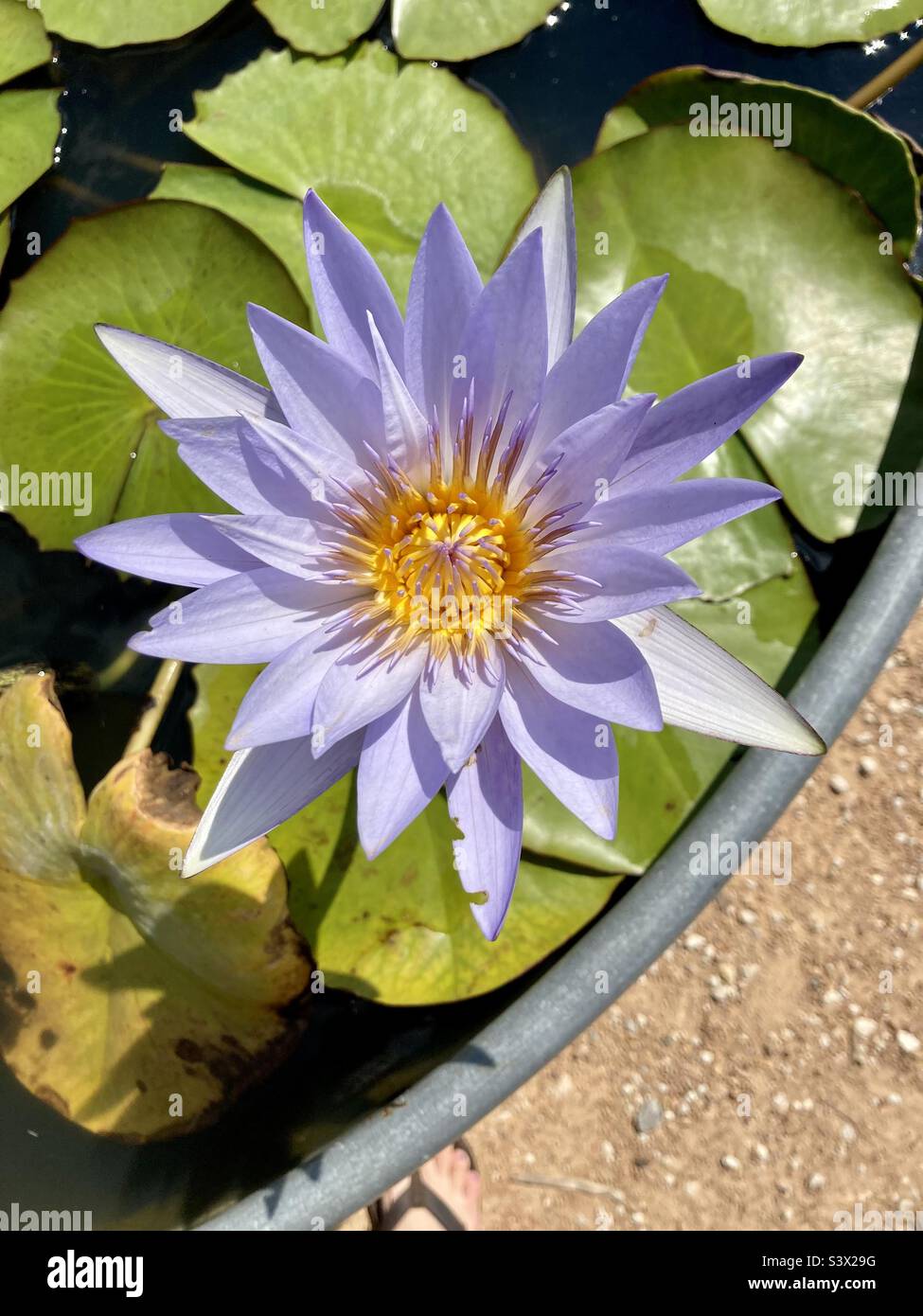 Purple lily pad hi-res stock photography and images - Alamy