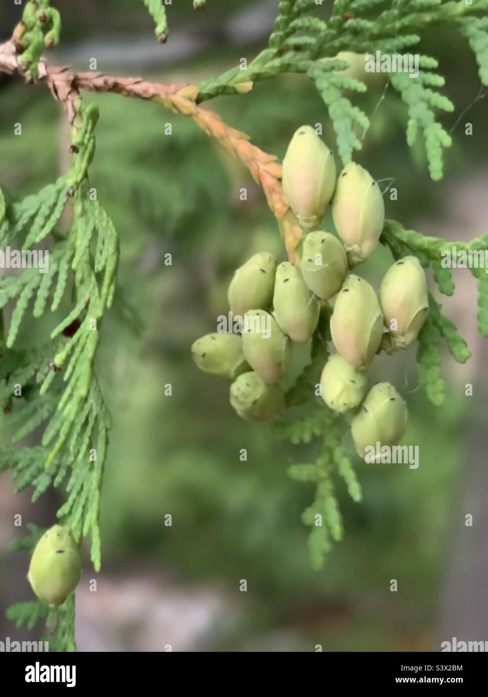Western Red Cedar Cones