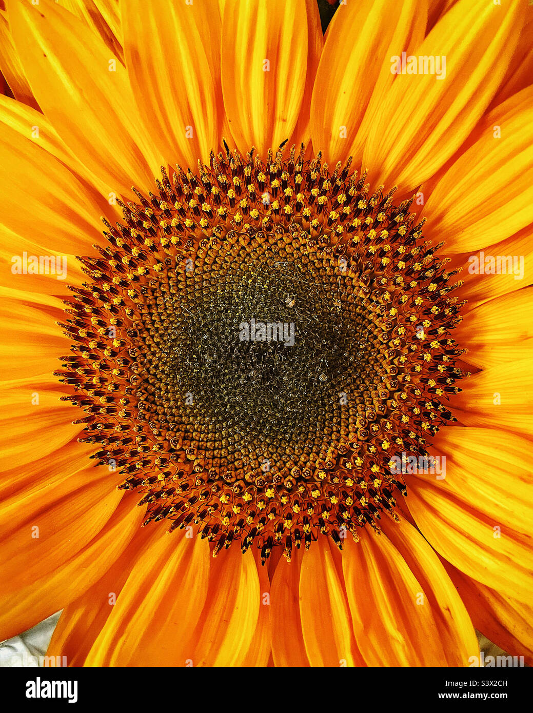 Closeup of sunflower Stock Photo - Alamy