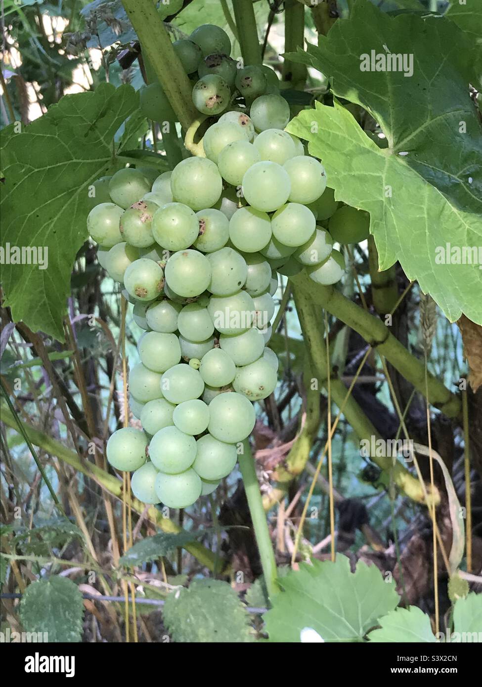 Unripened fruit hi-res stock photography and images - Alamy