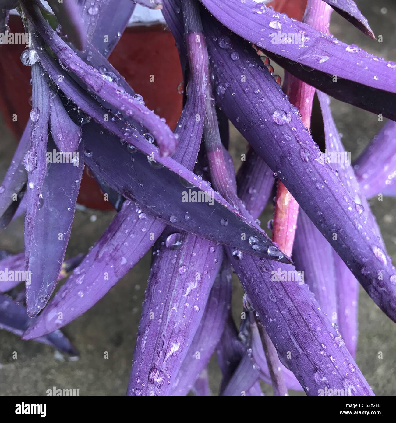 Moist plants hi-res stock photography and images - Alamy