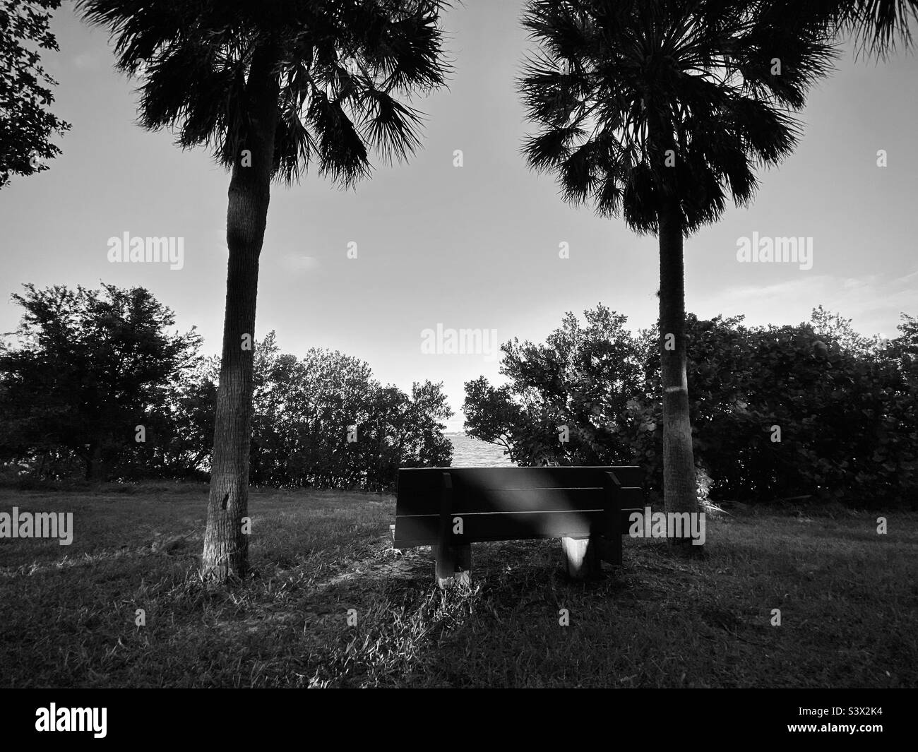 Palm tree bench hi-res stock photography and images - Alamy