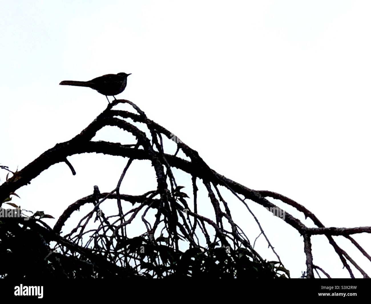 Bird on a tree Stock Photo - Alamy