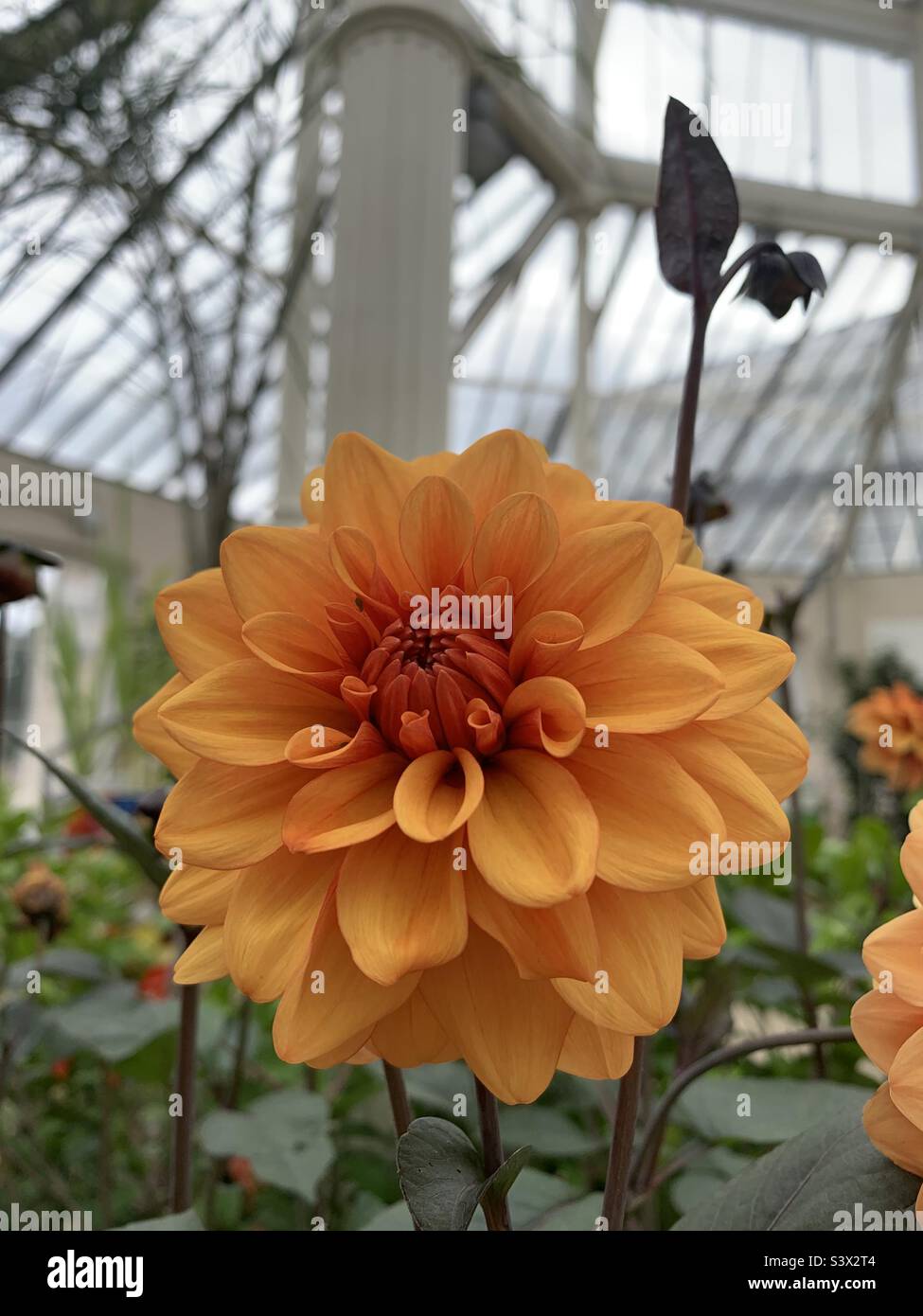 Big orange flower hi-res stock photography and images - Alamy