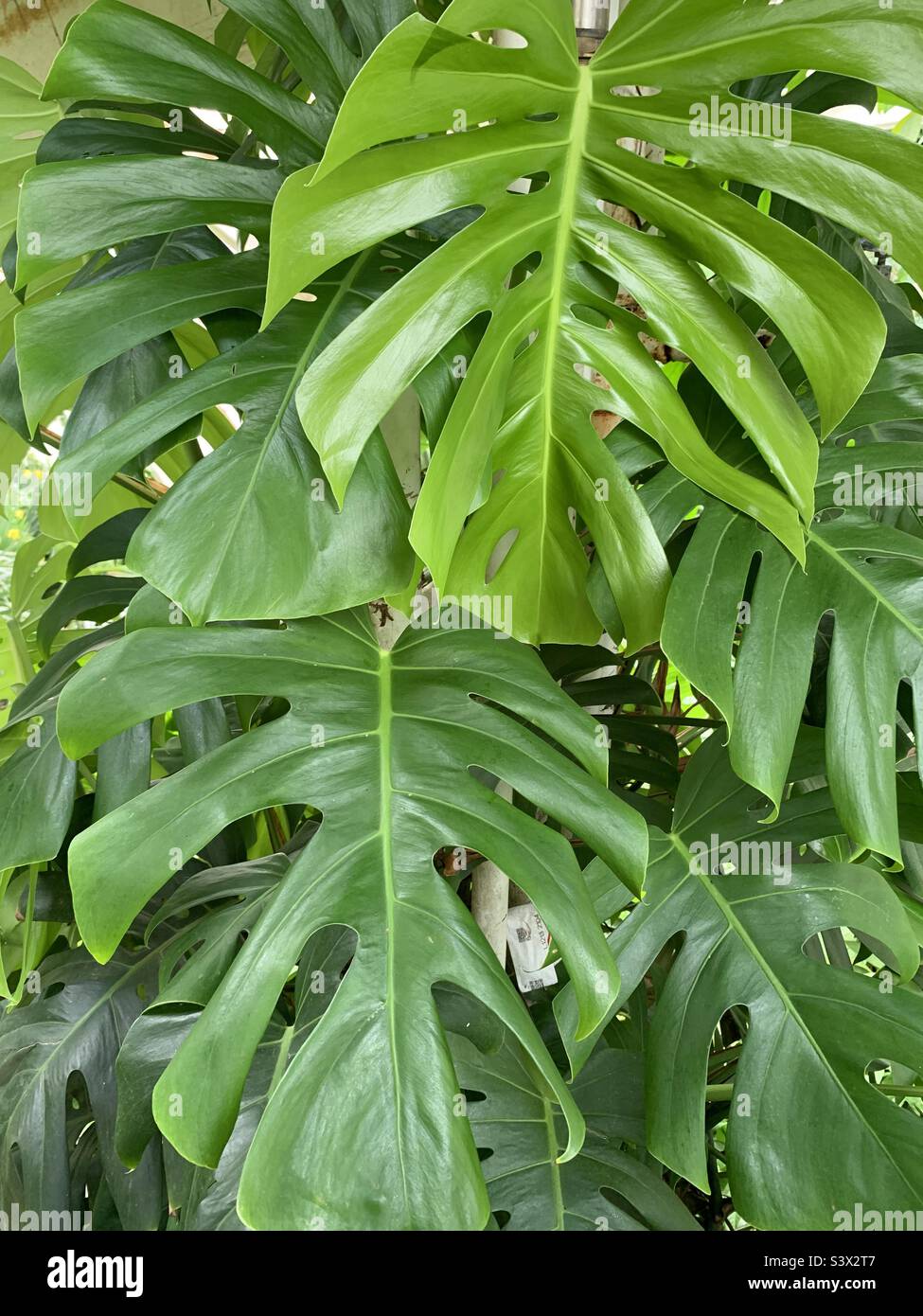 Monstera leaves hi-res stock photography and images - Alamy