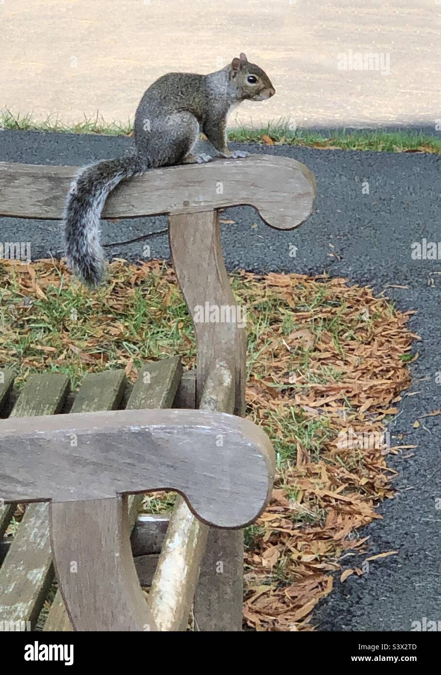 Squirrel on bench Stock Photo - Alamy