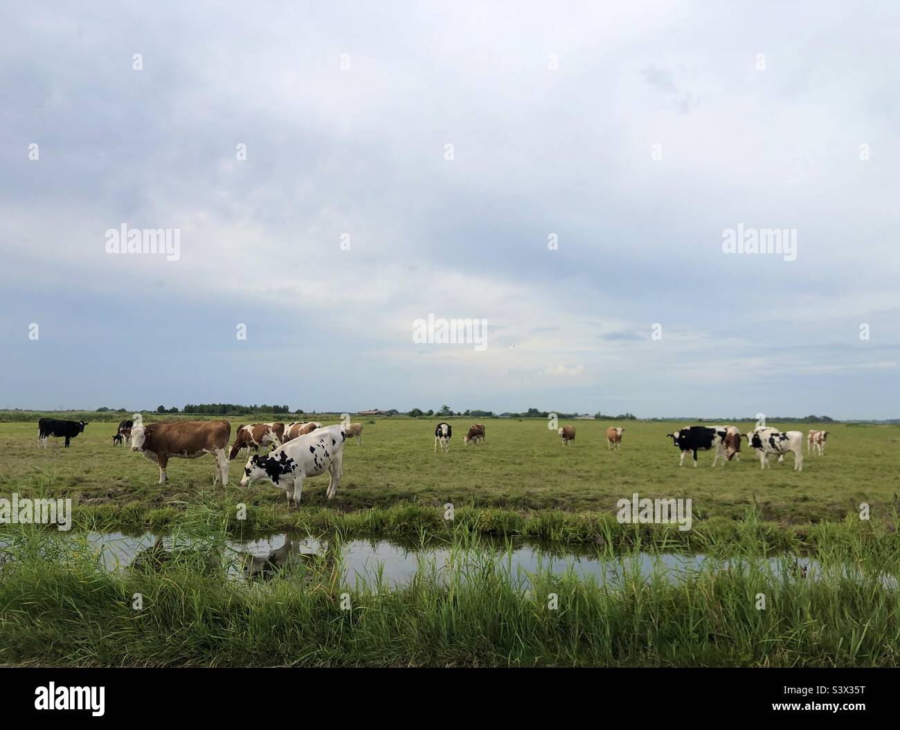 Netherlands cows manure hi-res stock photography and images - Alamy