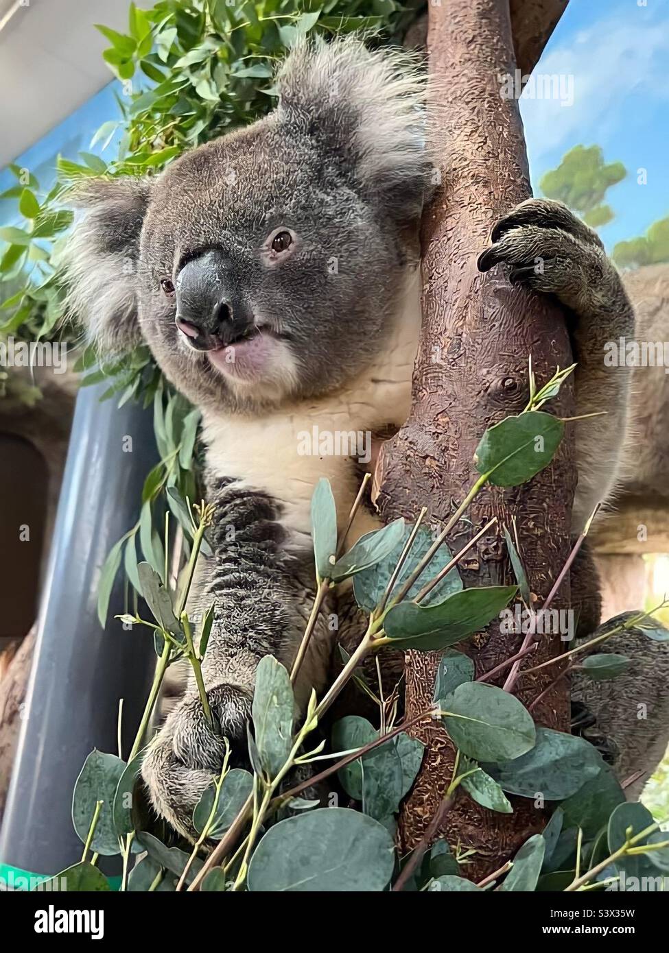 Koala Habitat Trees