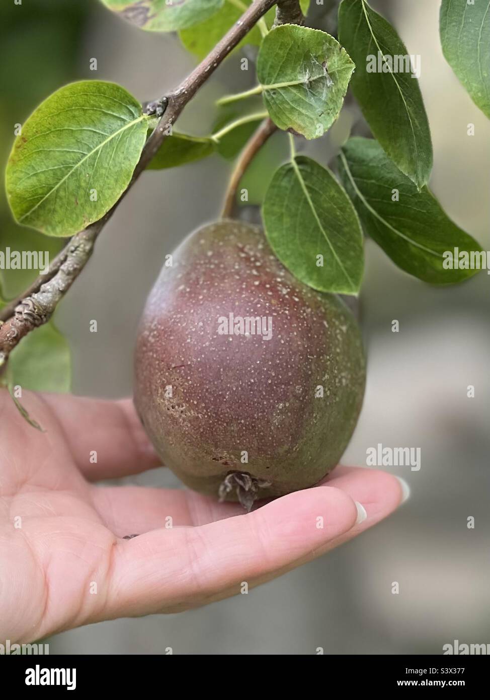 Hand holding growing pear hi-res stock photography and images - Alamy