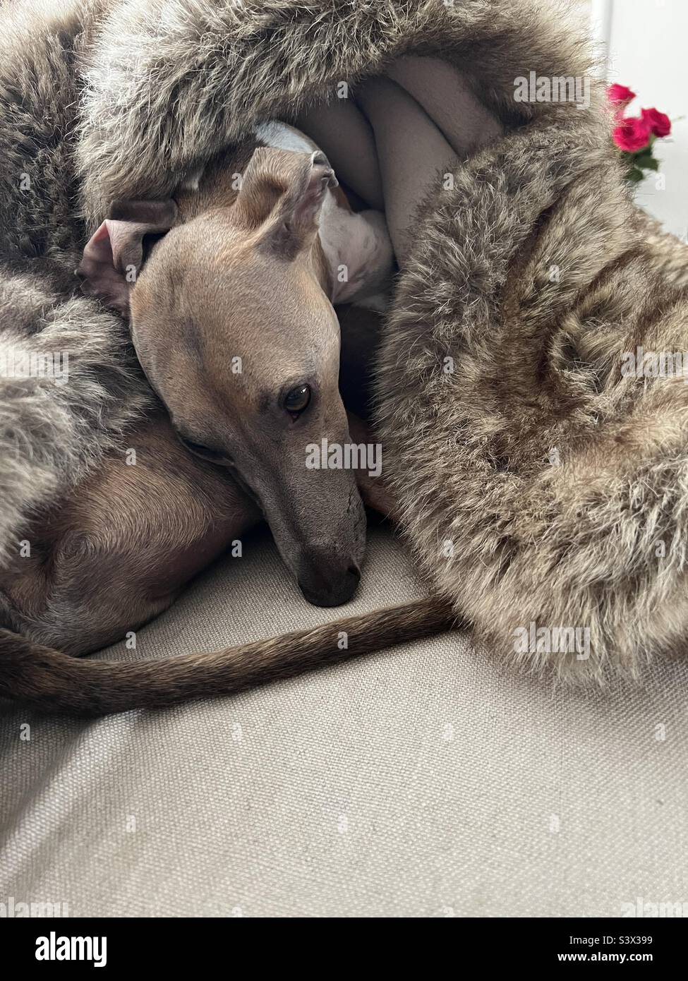 Whippet in furry blanket hi-res stock photography and images - Alamy