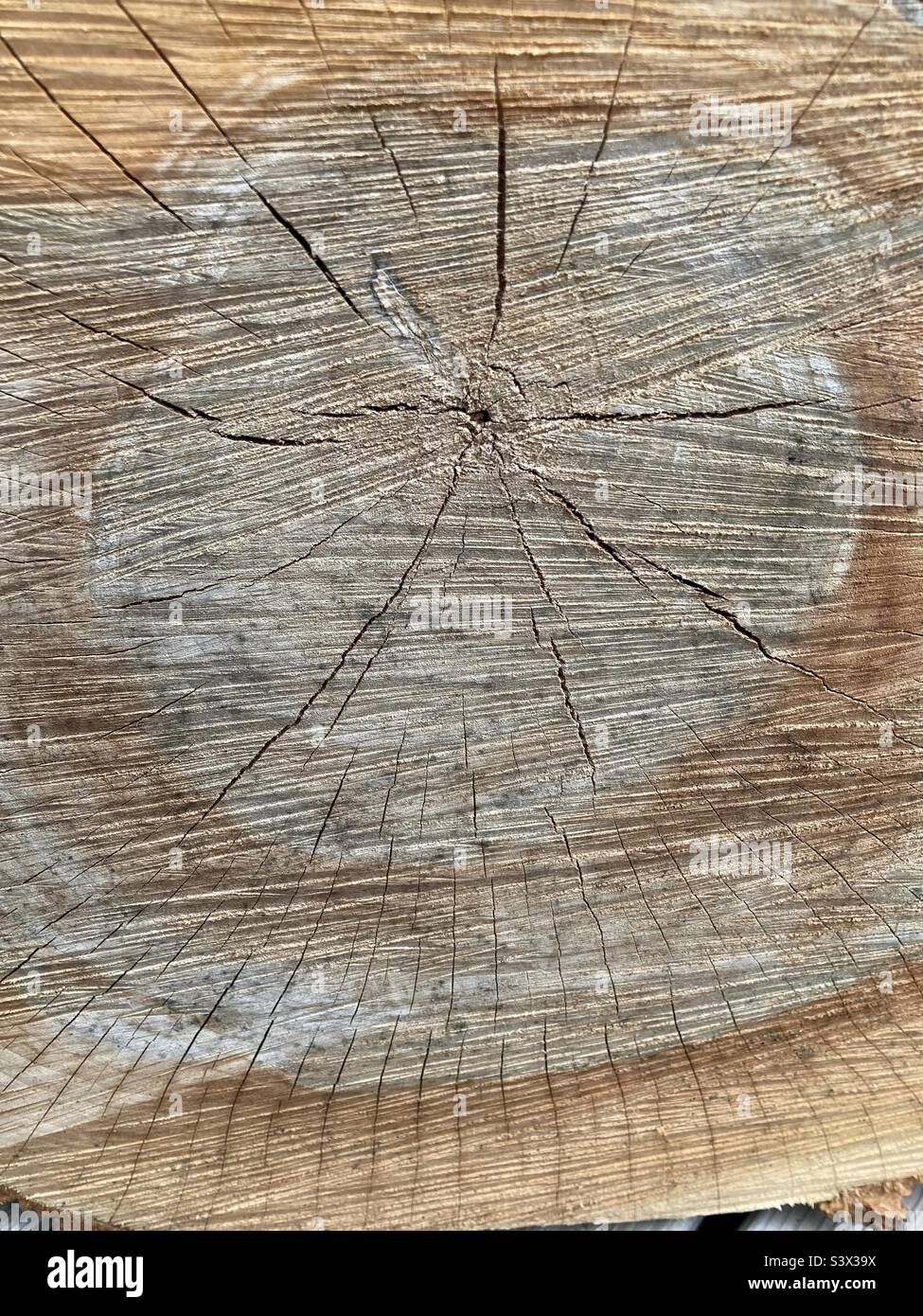 Cross cut of Norway Maple showing the rings of growth Stock Photo - Alamy