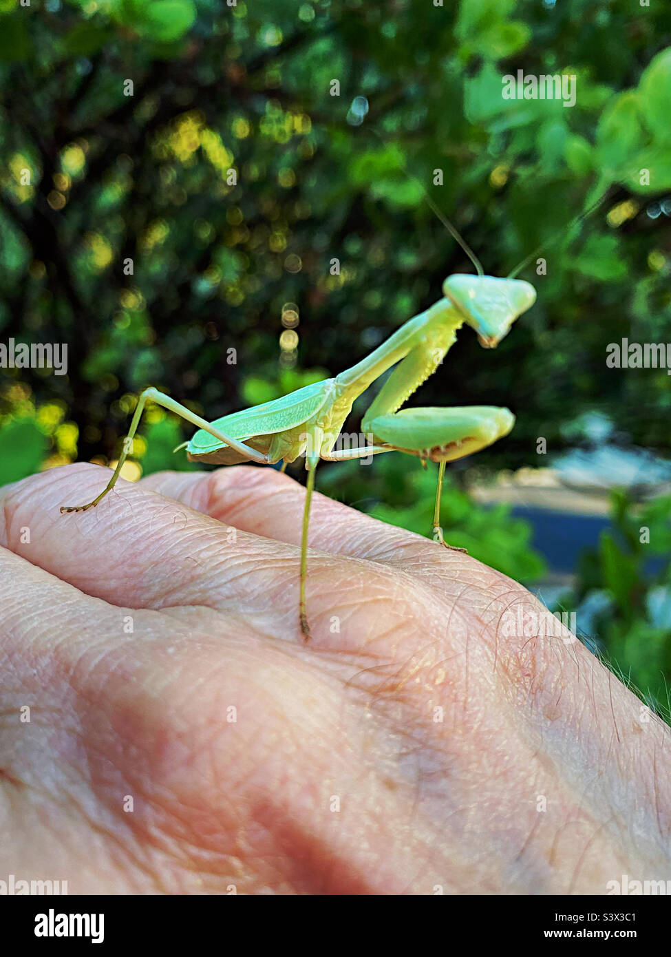 Praying mantis on a man’s hand Stock Photo - Alamy