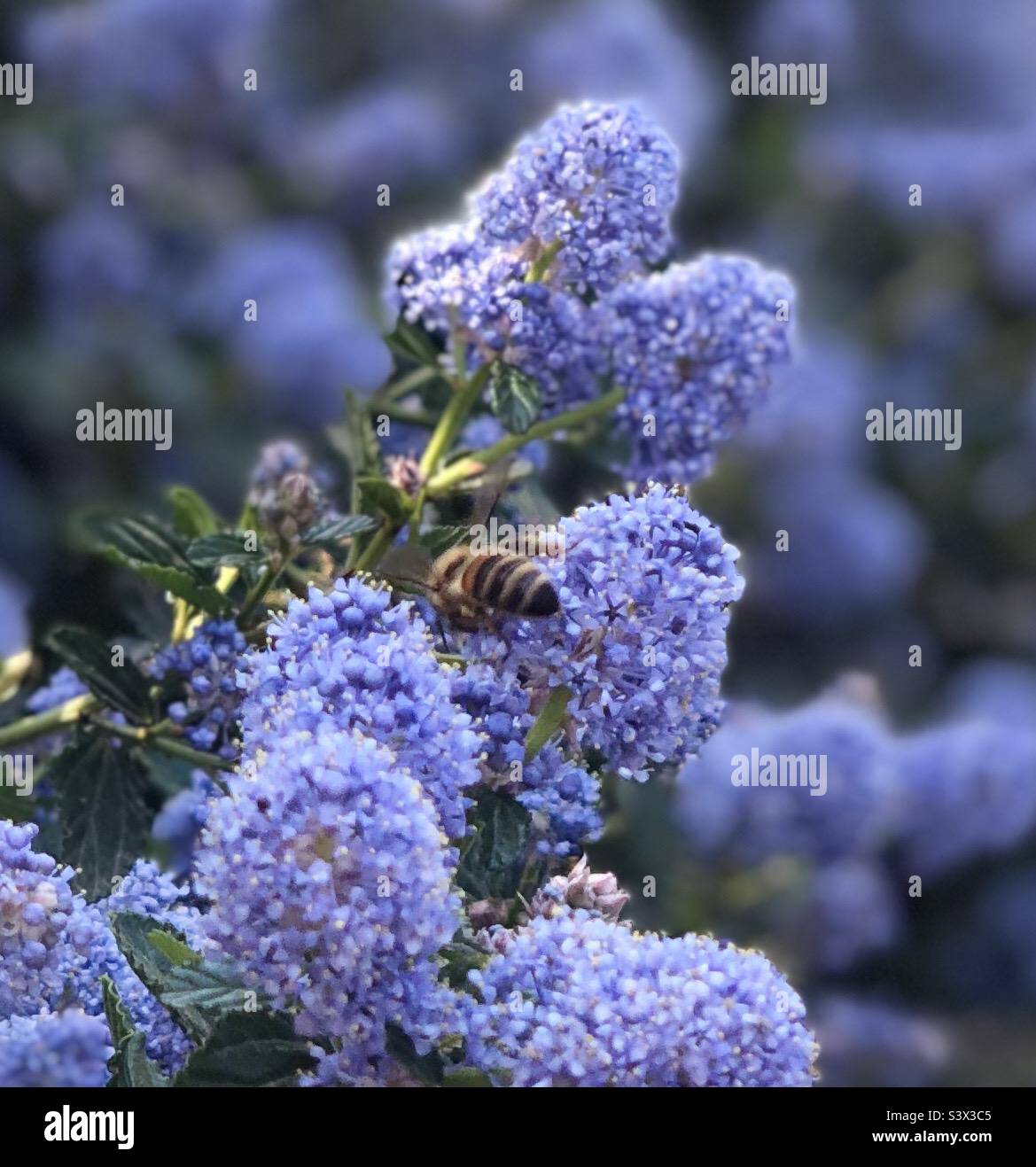 Abeja abeja hi-res stock photography and images - Alamy