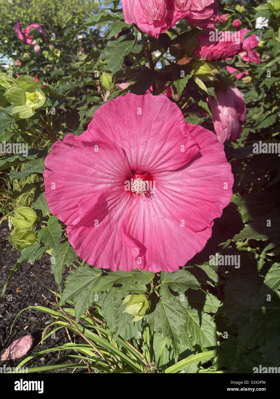 Pretty pink flower hi-res stock photography and images - Alamy